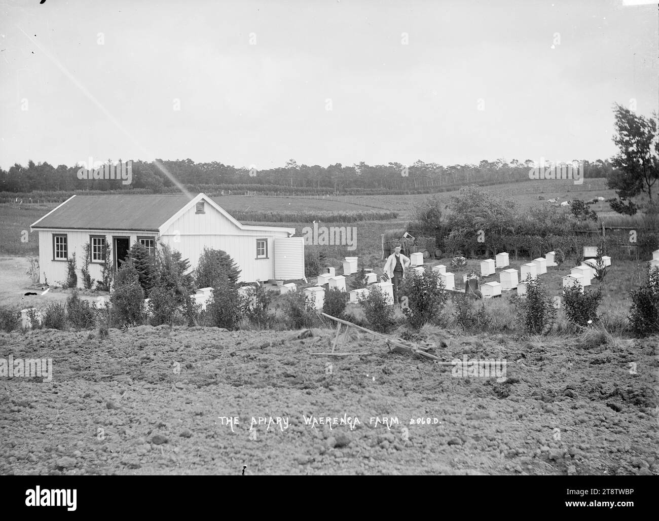 Waerenga Government Farm, circa 1910s, View of beehives near a farm ...