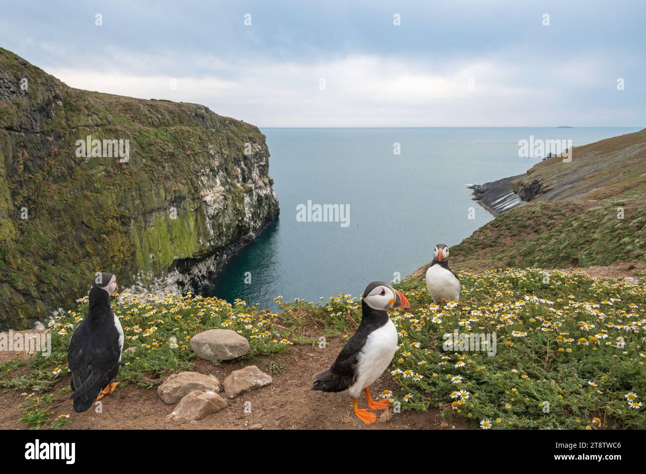 Puffins standing around in their colony on Skomer Island, Pembrokeshire ...