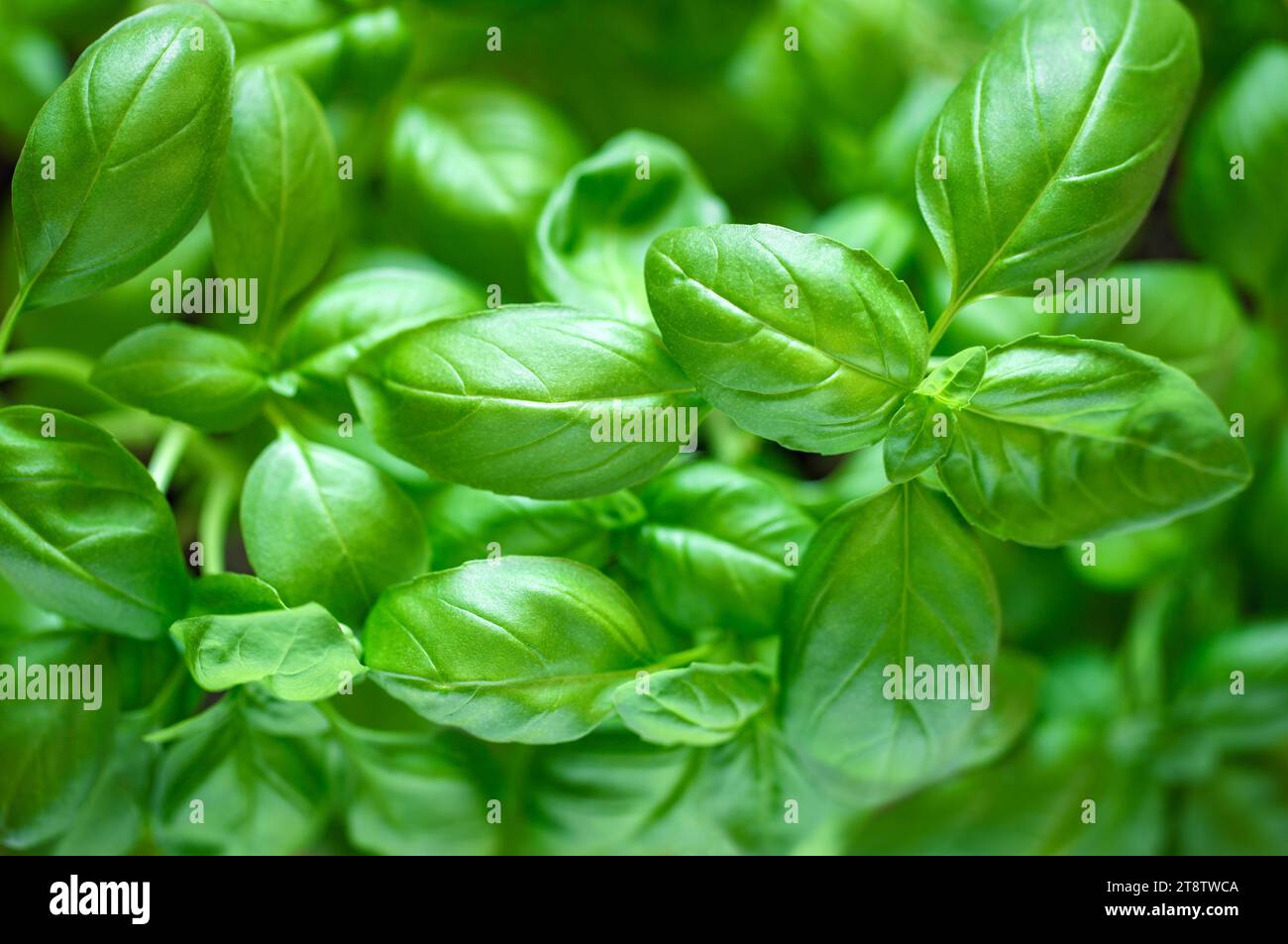Top view young basil hi-res stock photography and images - Alamy