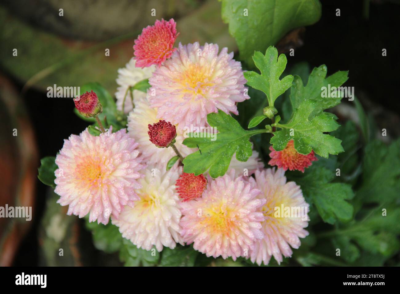 Daffodil University, Dhaka, Flowers, Dhaka, Bangladesh Stock Photo - Alamy