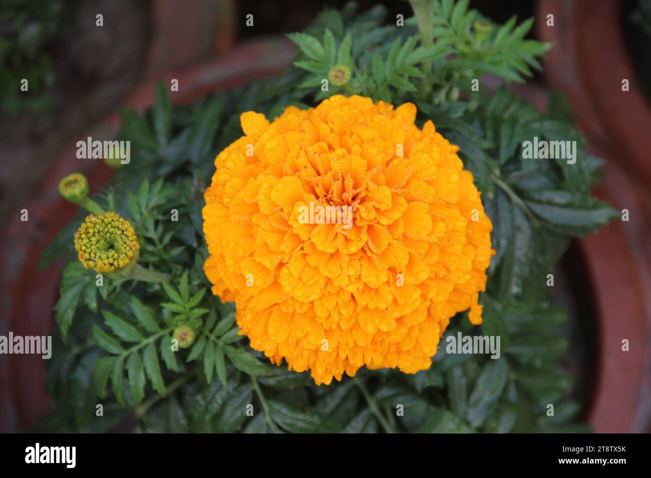 Daffodil University, Dhaka, Flower, Dhaka, Bangladesh Stock Photo - Alamy