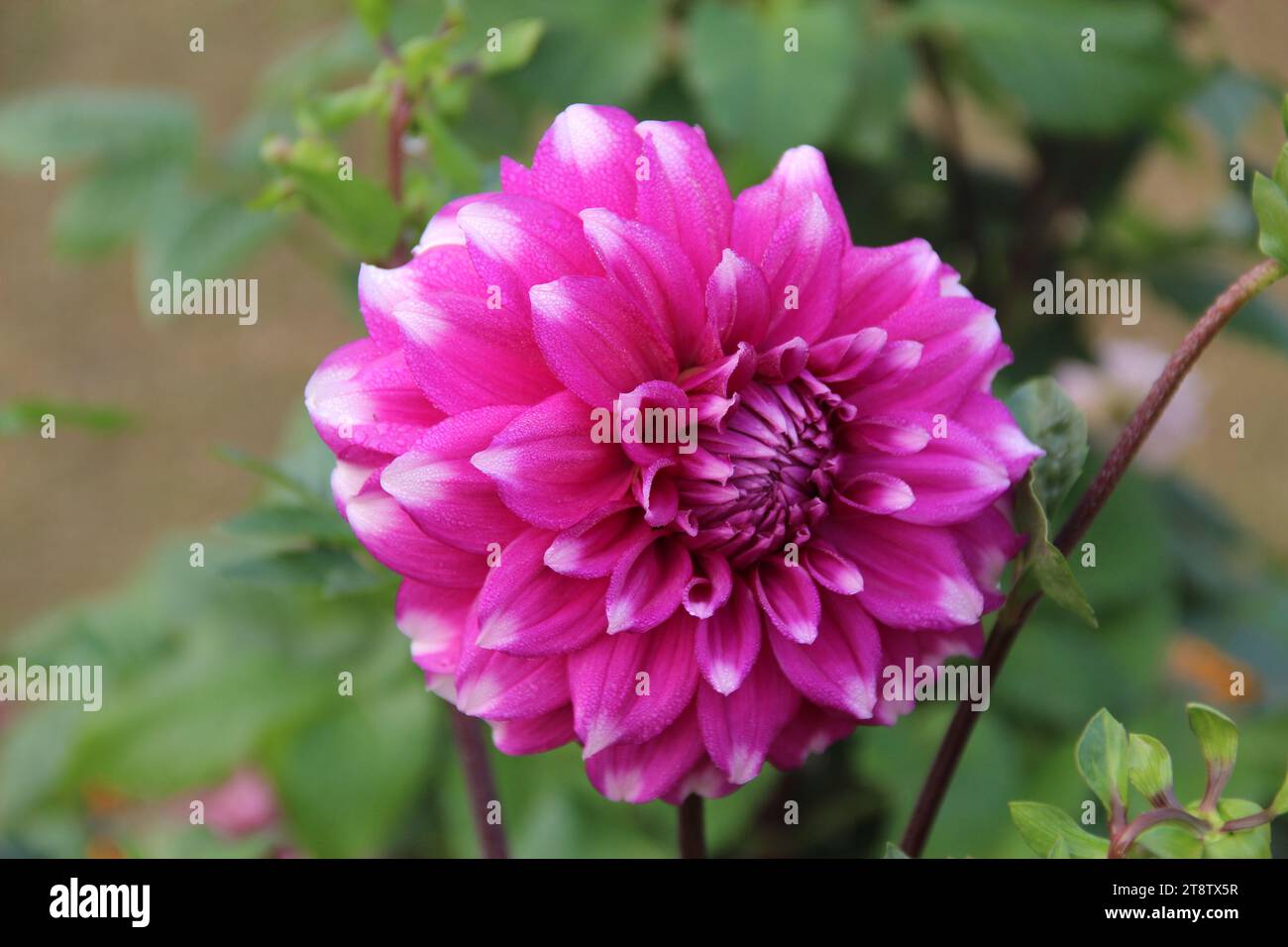 Daffodil University, Dhaka, Flower, Dhaka, Bangladesh Stock Photo - Alamy