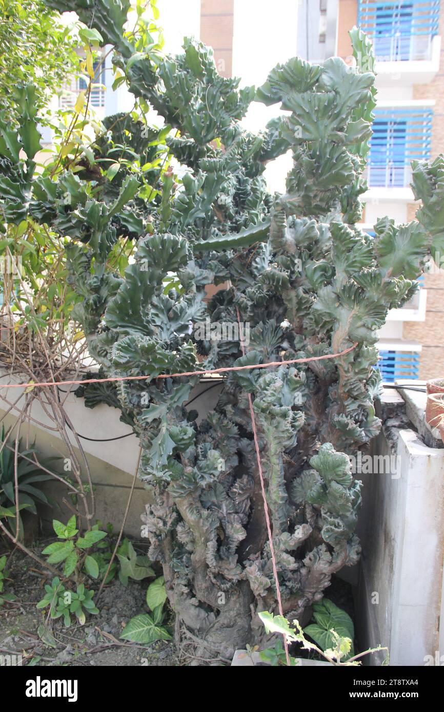 Cactus Plant at Mourry's House in Dhaka, Dhaka, Bangladesh Stock Photo - Alamy