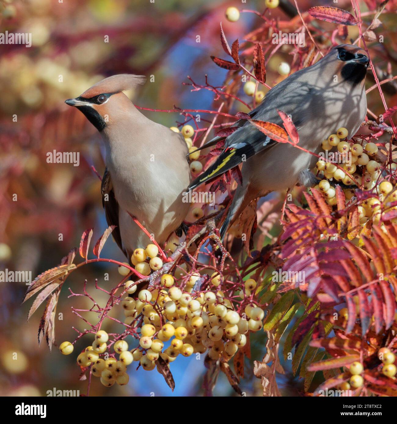Bohemian Waxwings (Bombycilla garrulus) in the Scottish Highlands Stock ...