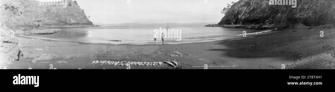Catch of snapper, Bay of Islands, 1923-1928 Stock Photo - Alamy