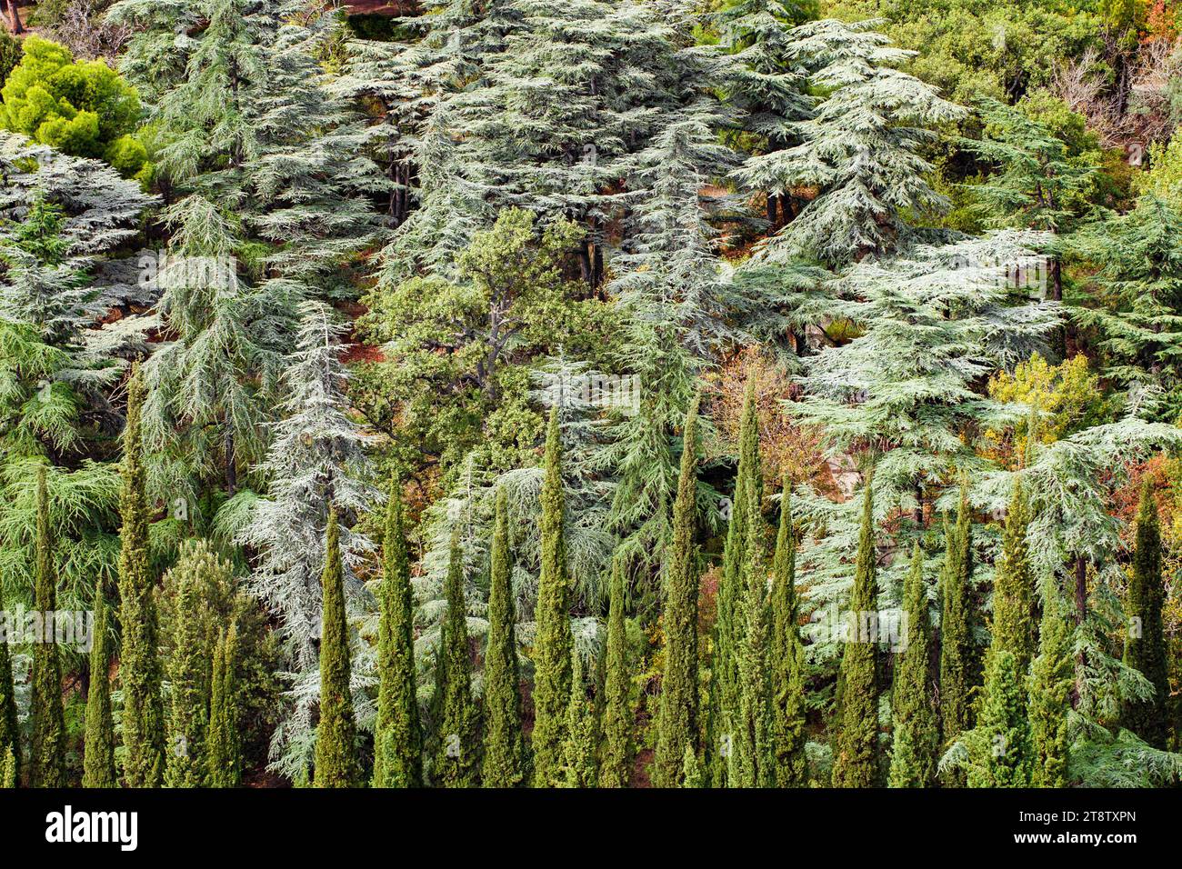 Forest autumn, mixed coniferous and deciduous trees, from afar ...