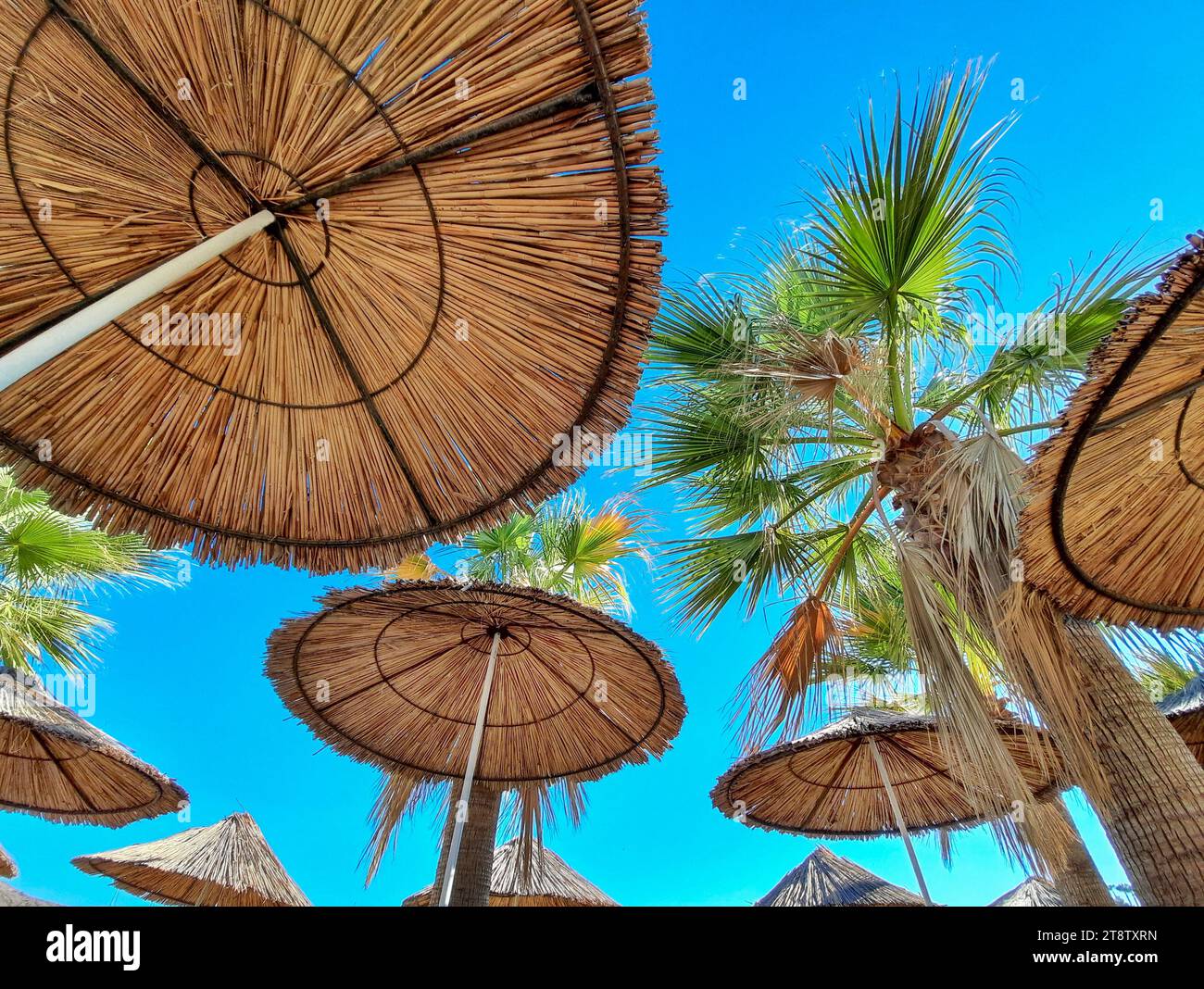 Palm trees and bamboo sunshades on the beach, bottom view Stock Photo ...