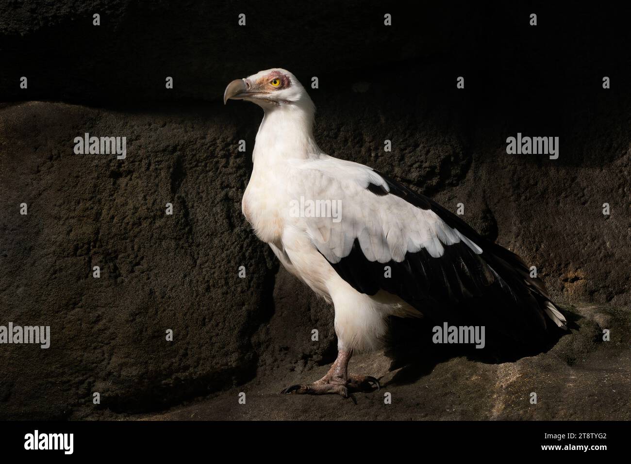 Nigeria fish bird hi-res stock photography and images - Alamy