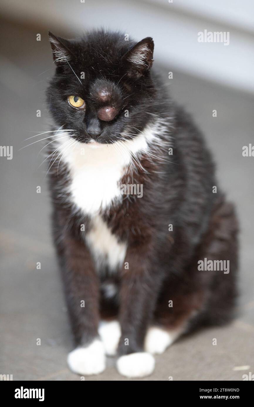 Neoplasie hi-res stock photography and images - Alamy