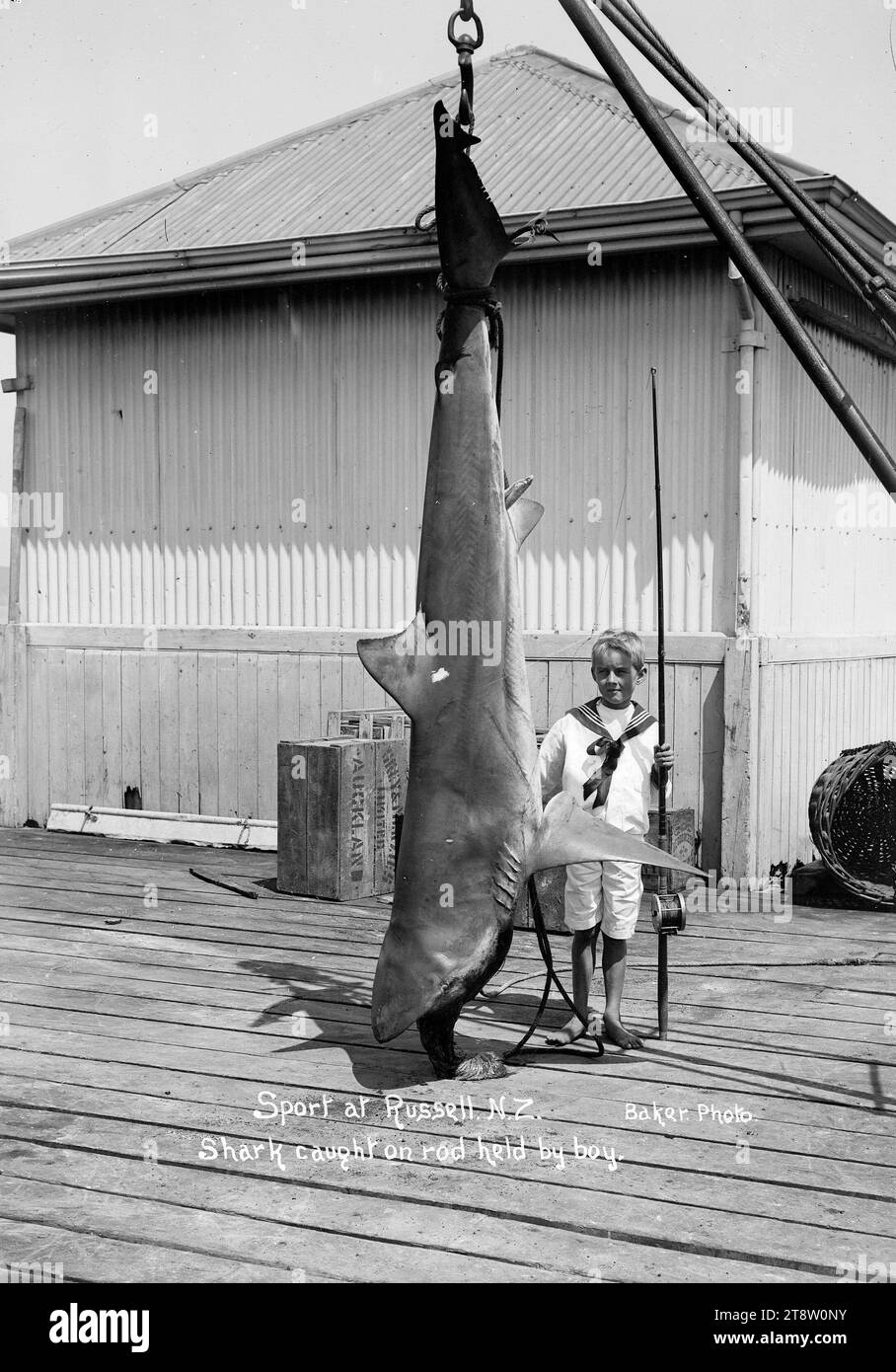 Shark caught at Russell, ca 1915 Stock Photo - Alamy