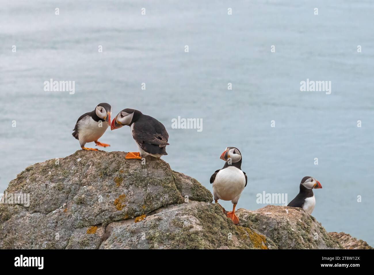 Puffins standing around in their colony on Skomer Island, Pembrokeshire ...