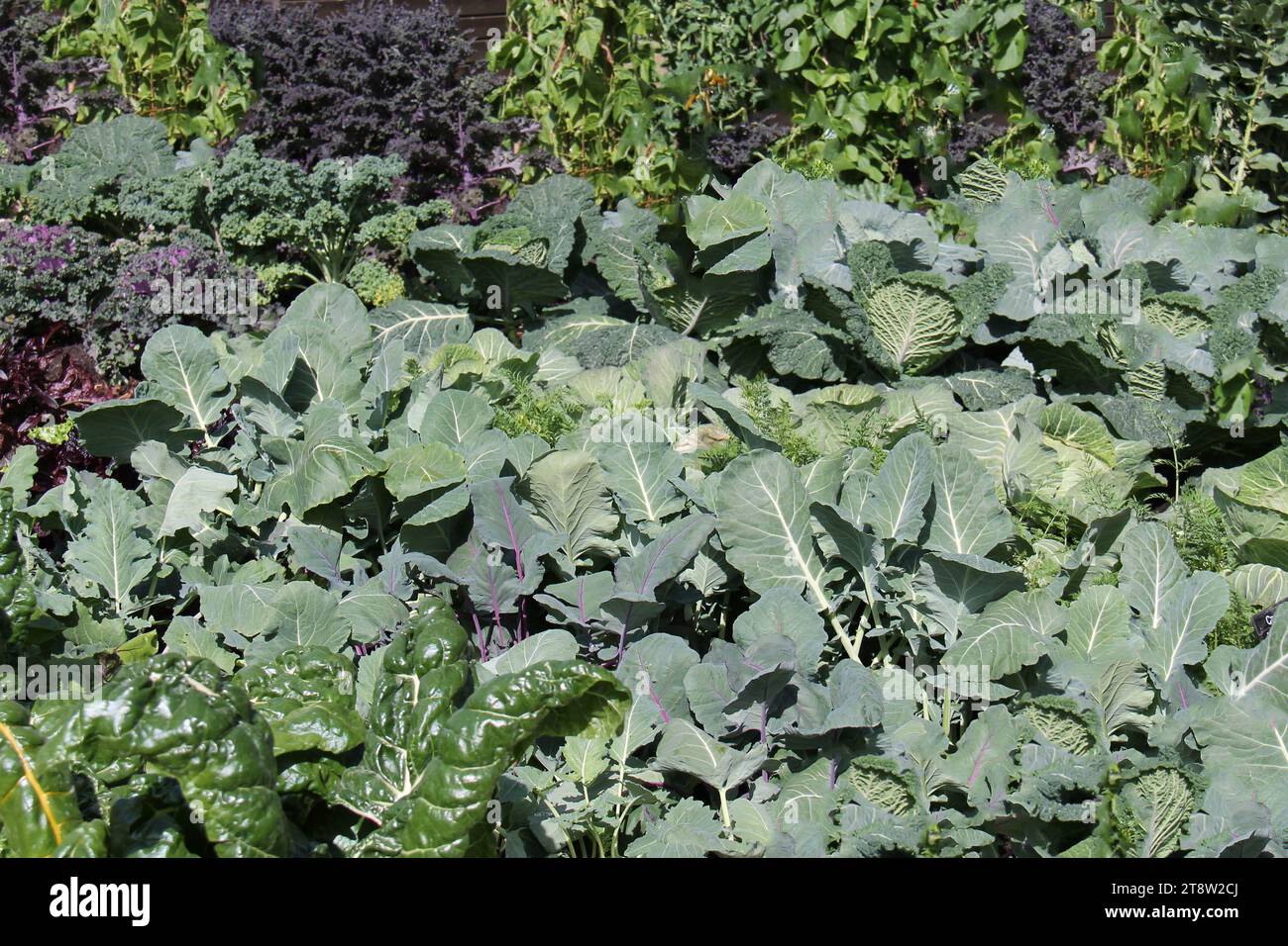 Dense display hi-res stock photography and images - Alamy