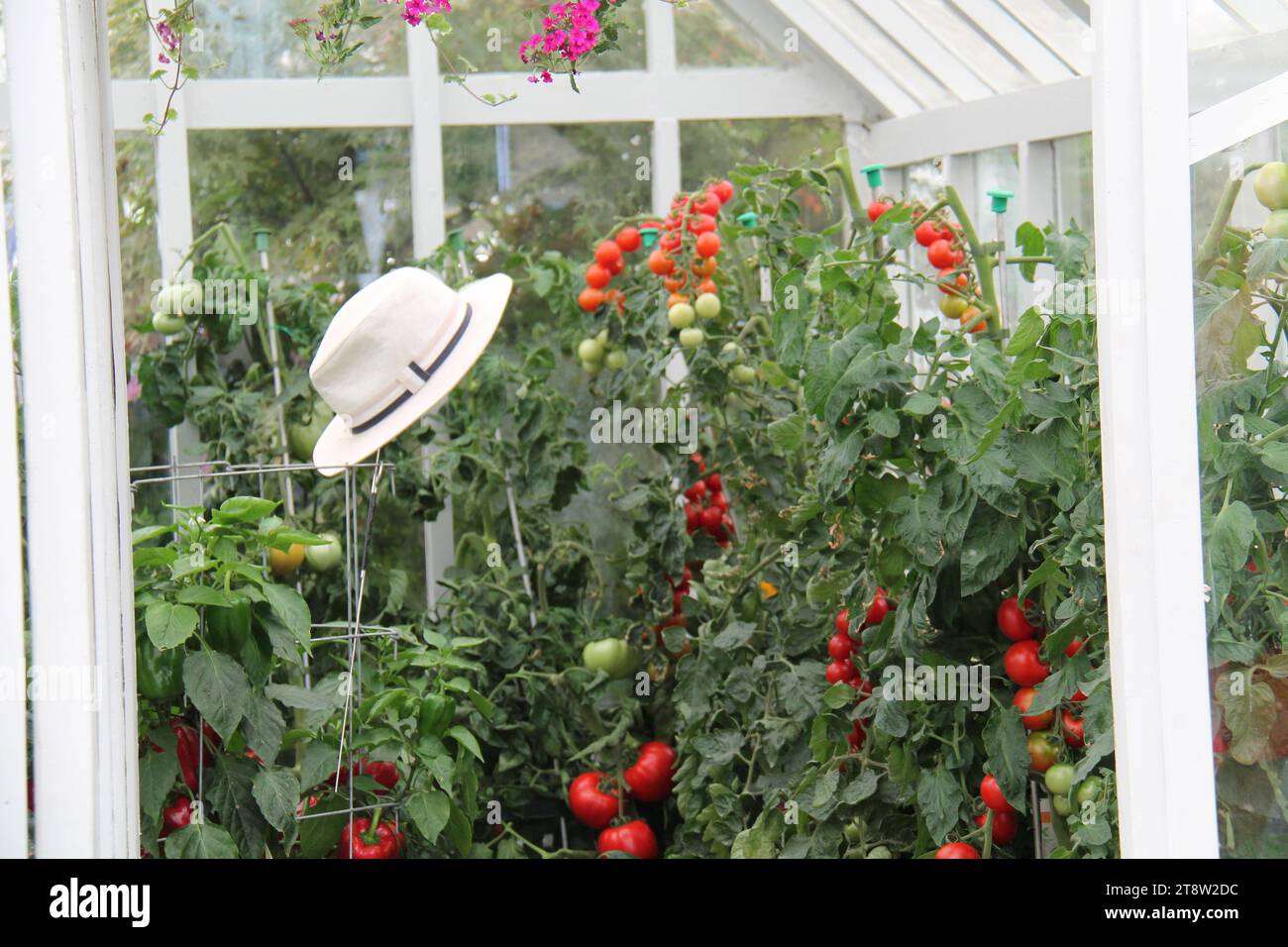 Tall Tomato Plants Growing in a Summer Greenhouse Stock Photo - Alamy