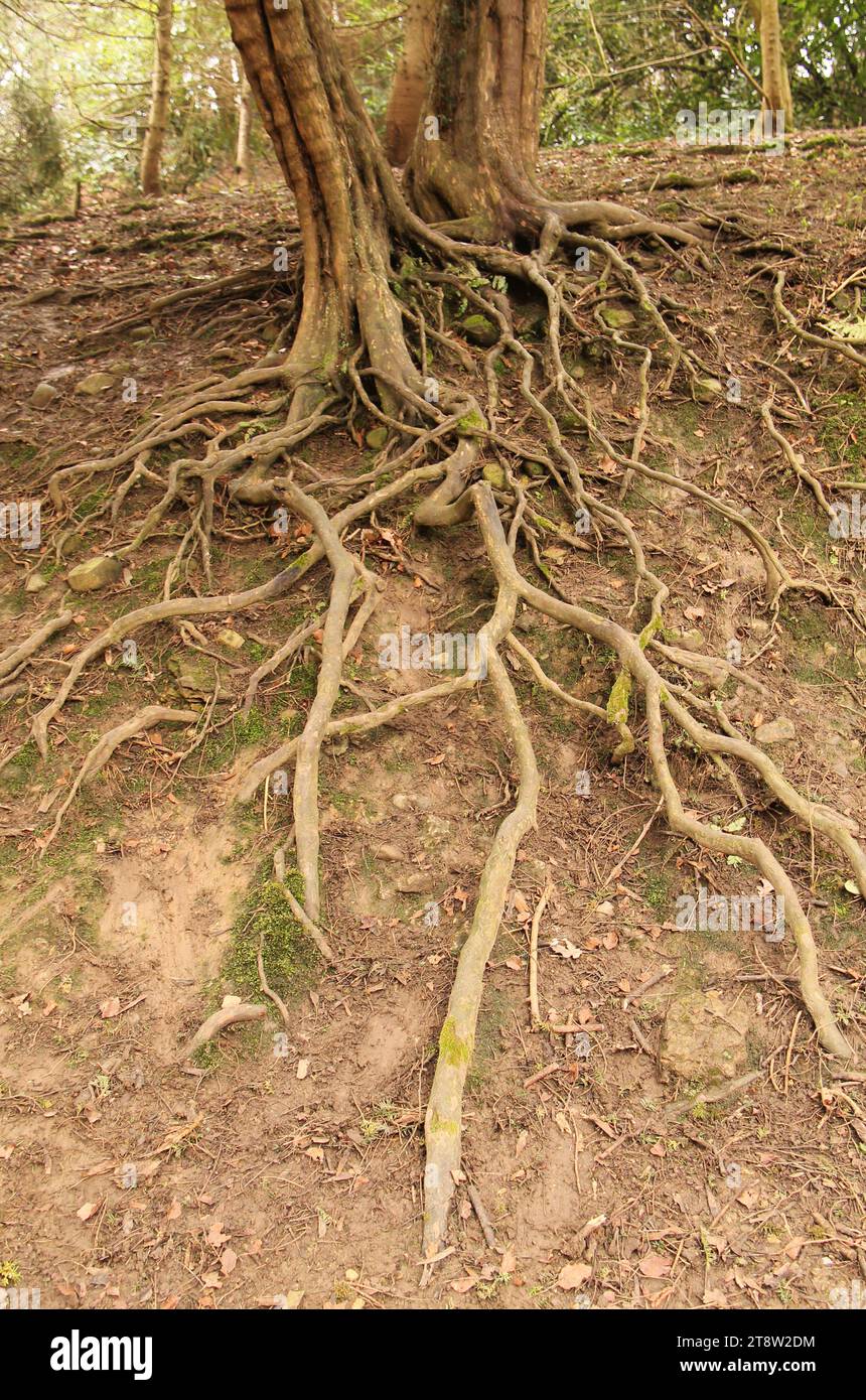 The Exposed Roots of a Tree on an Eroded Earth Bank Stock Photo - Alamy