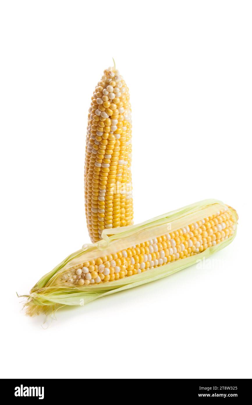 Two ears of ripe corn with soft shadow isolated on white background ...