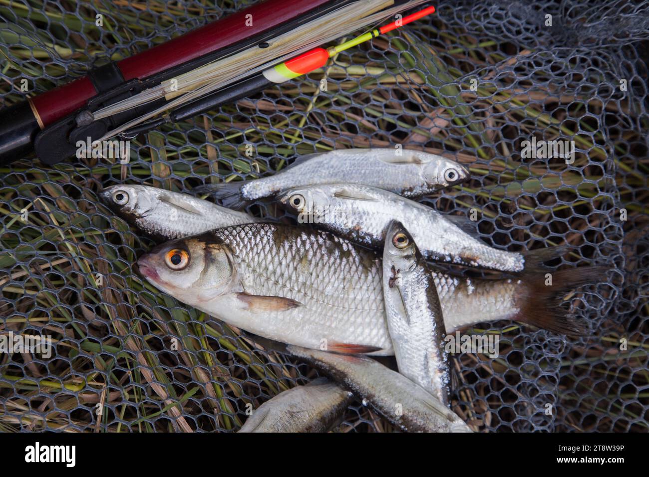 Catching fish. A lot of bleak known as Alburnus Alburnus and common ...
