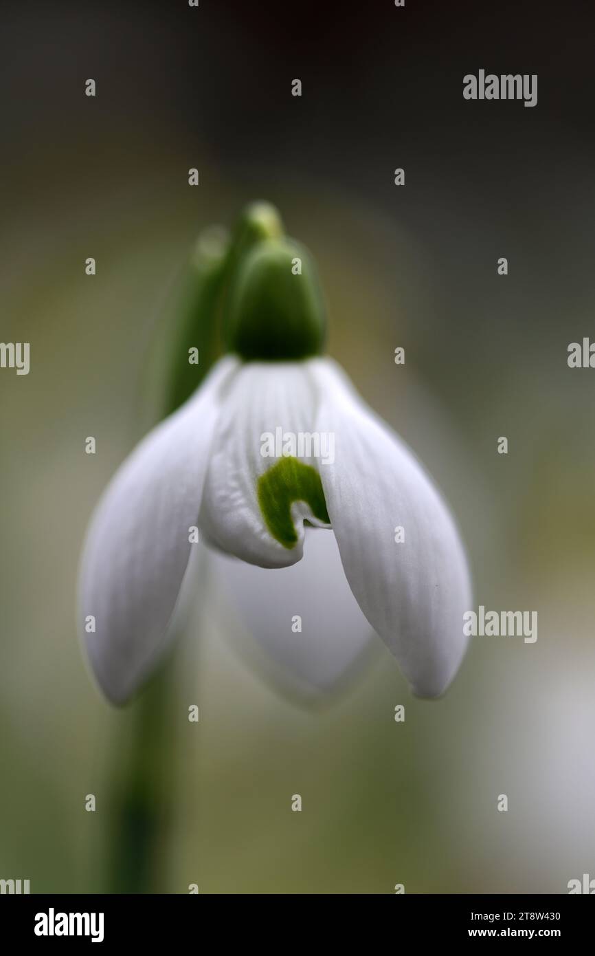 Galanthus barbars double hi-res stock photography and images - Alamy