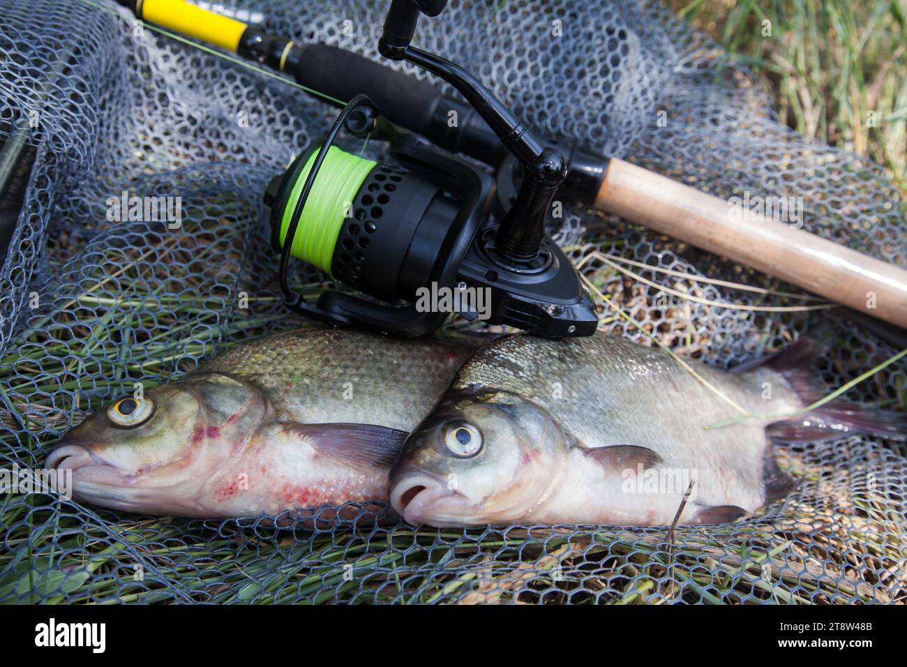 Catching fish - two big freshwater common bream known as bronze bream ...