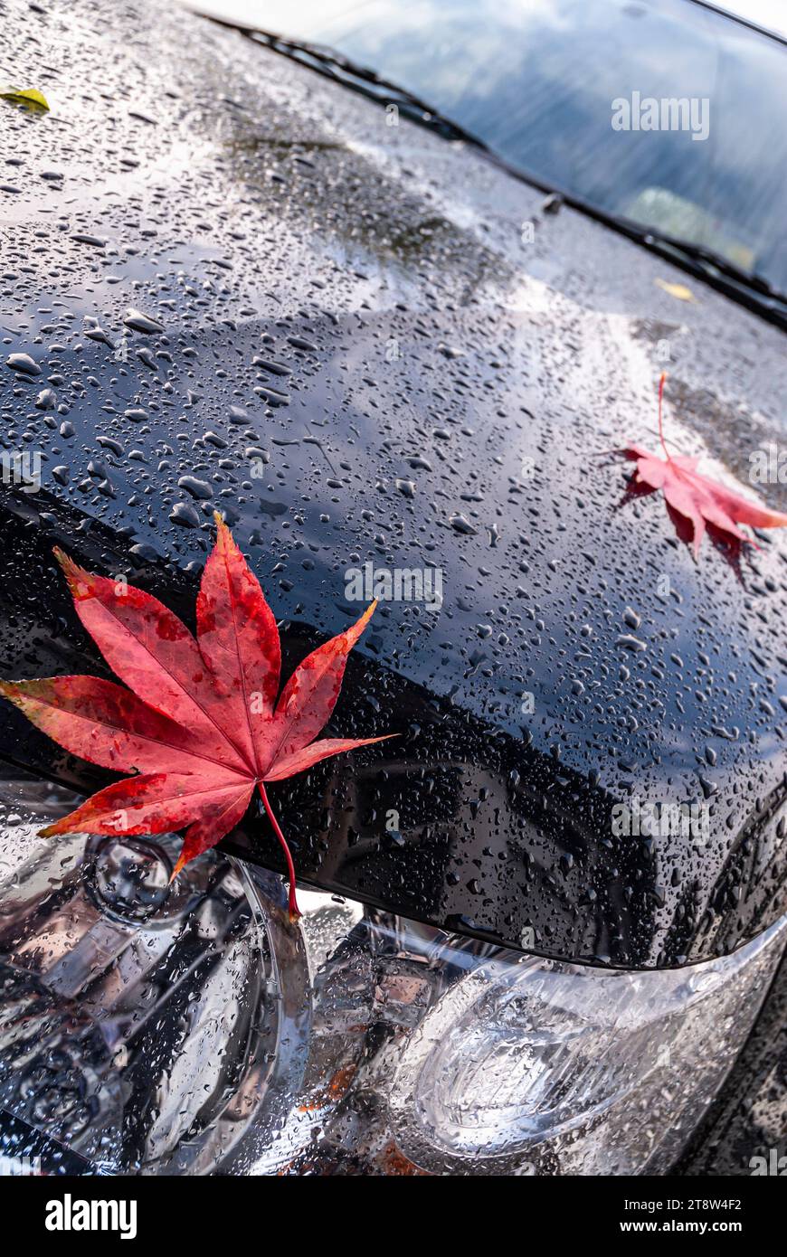Two red Acer leaves have blown on to a parked car & stuck in the rain ...