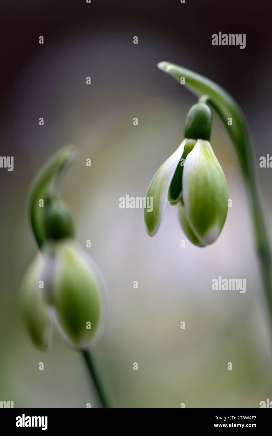 Galanthus green mile hi-res stock photography and images - Alamy