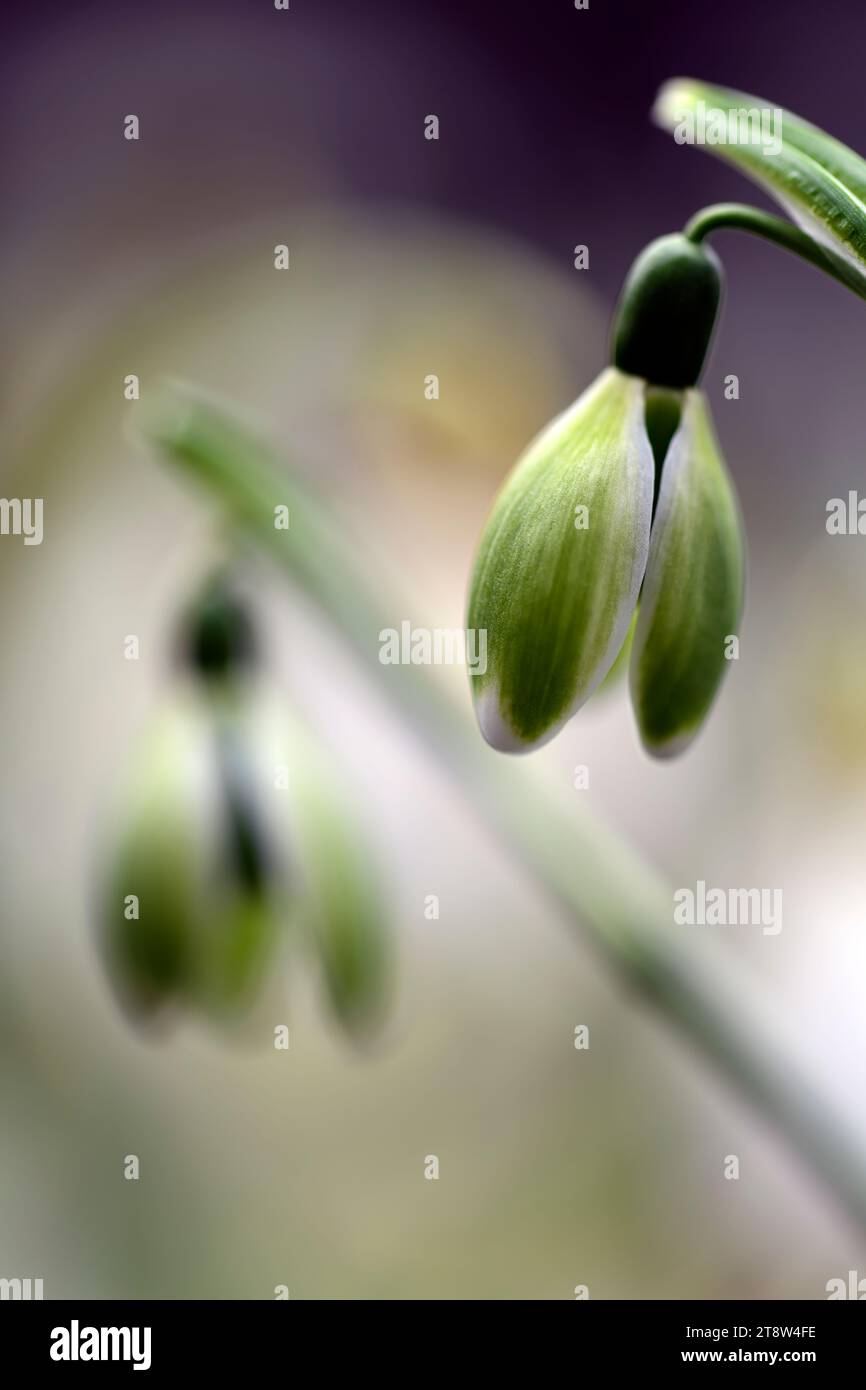 Galanthus green mile hi-res stock photography and images - Alamy