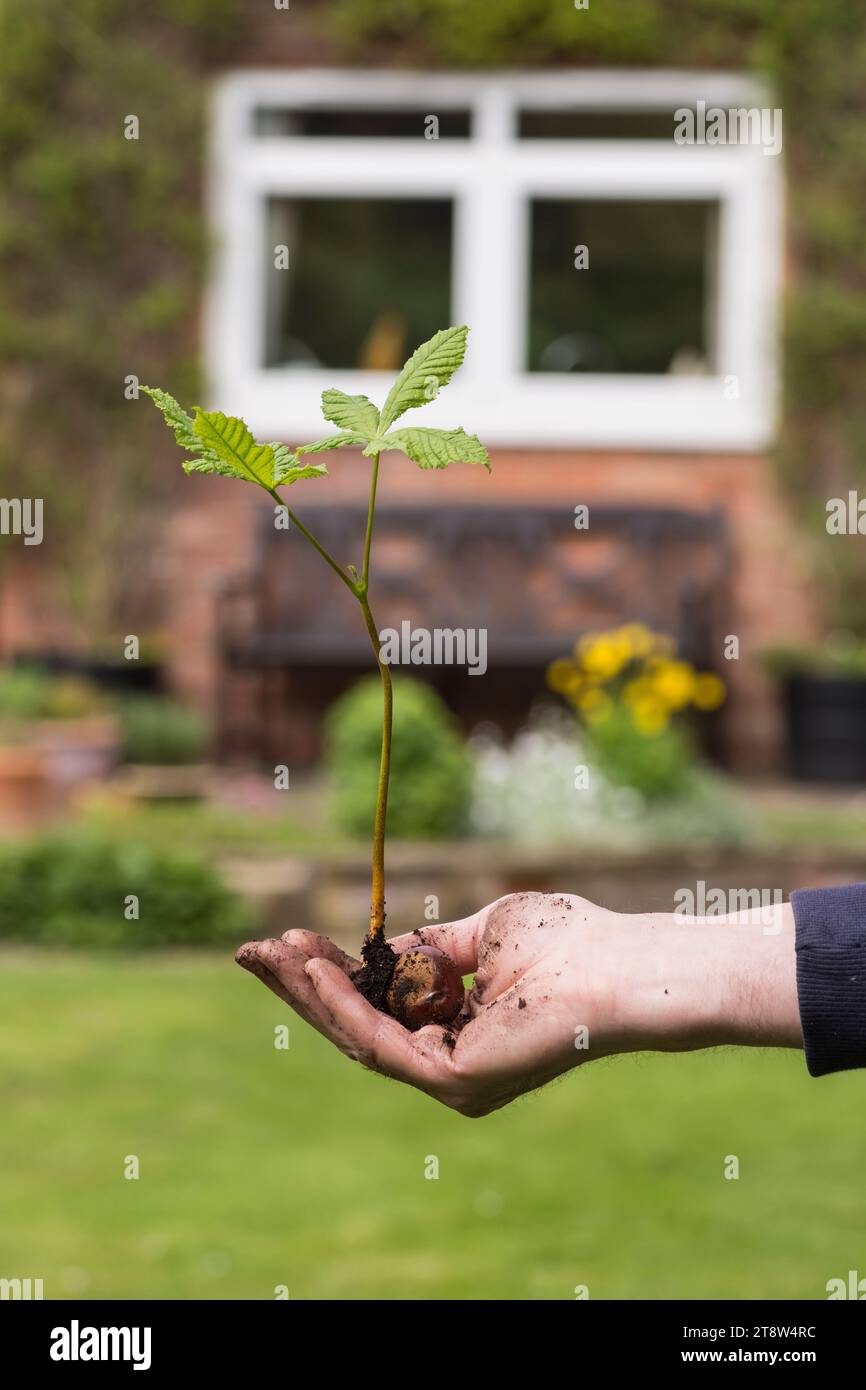 Horse-chestnut Aesculus hippocastanum, a sapling hand held, found ...