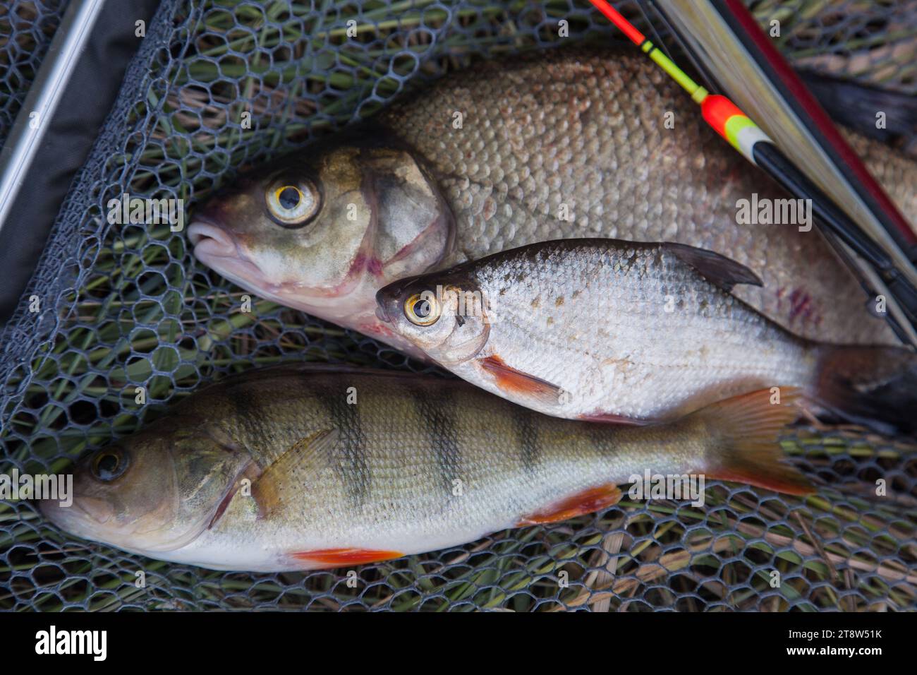 Catching fish - freshwater common bream known as bronze bream or carp ...