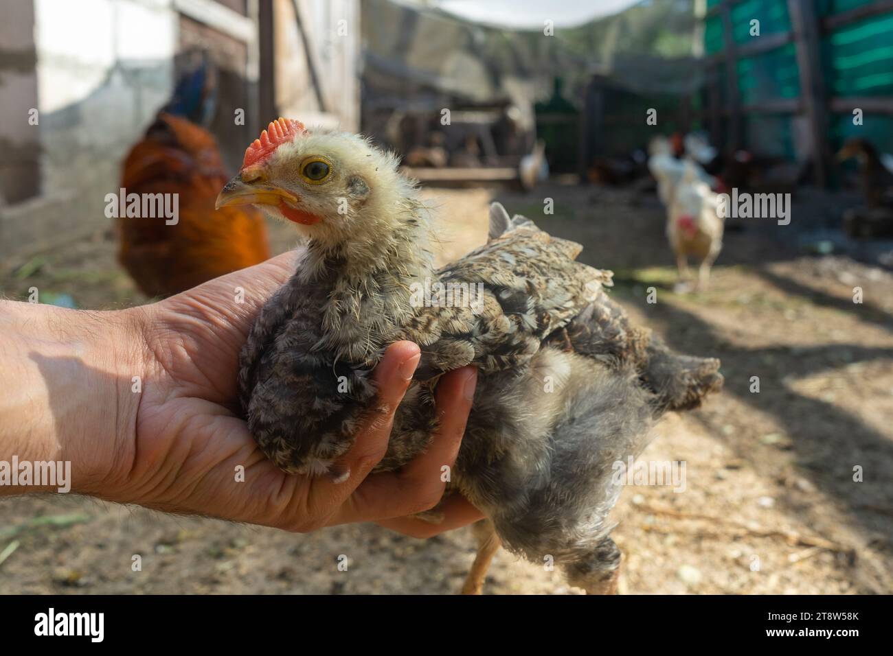 chick in hand. home small poultry farm Stock Photo - Alamy