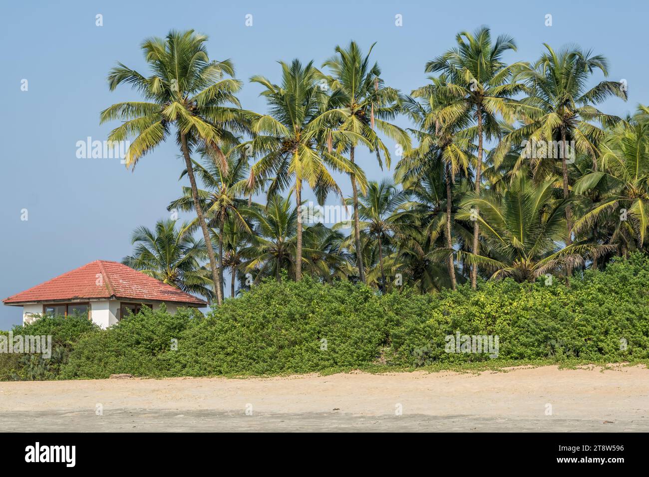 coconut trees on ocean coast near tropical shack or open cafe on beach ...