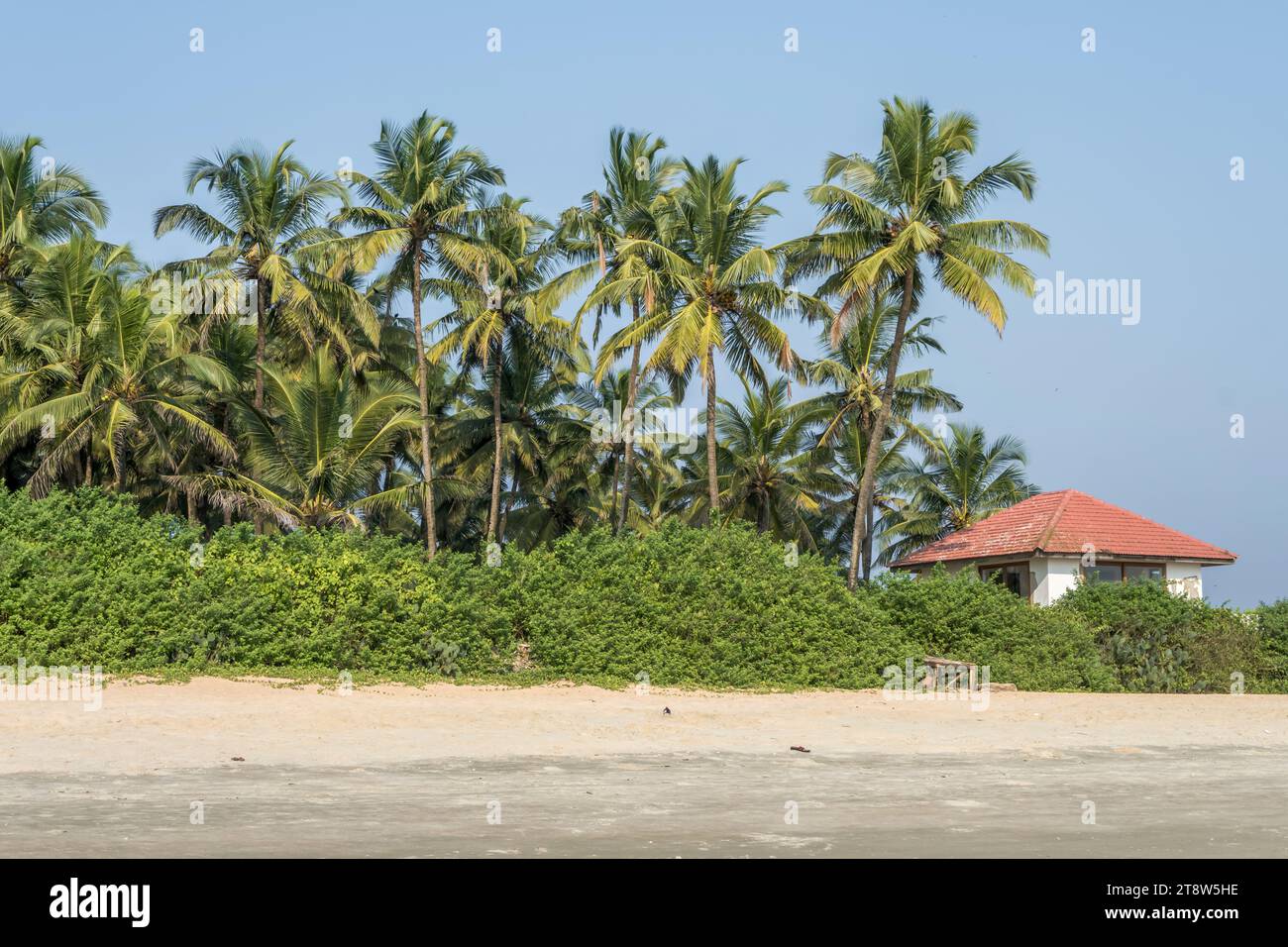 coconut trees on ocean coast near tropical shack or open cafe on beach ...