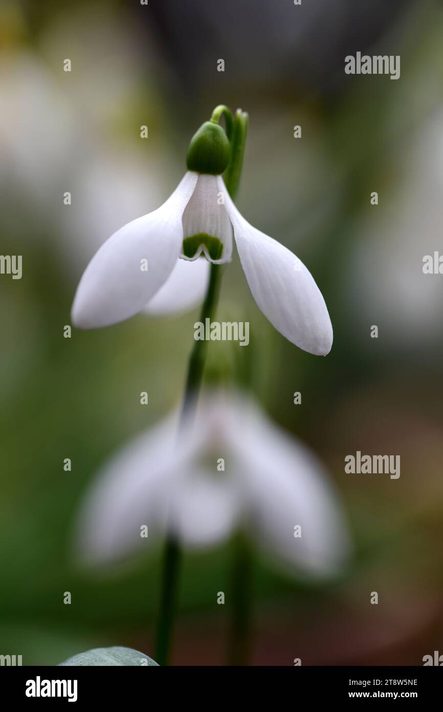 Galanthus lagodechianus ping pong hi-res stock photography and images ...