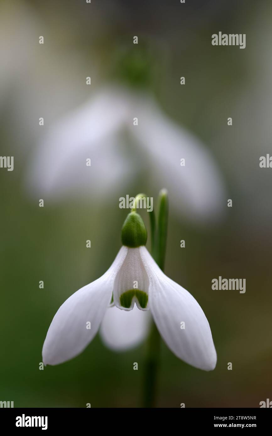 Galanthus lagodechianus ping pong hi-res stock photography and images ...