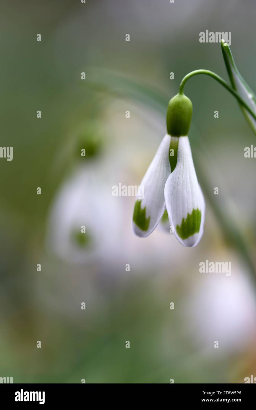 Galanthus magic hi-res stock photography and images - Alamy