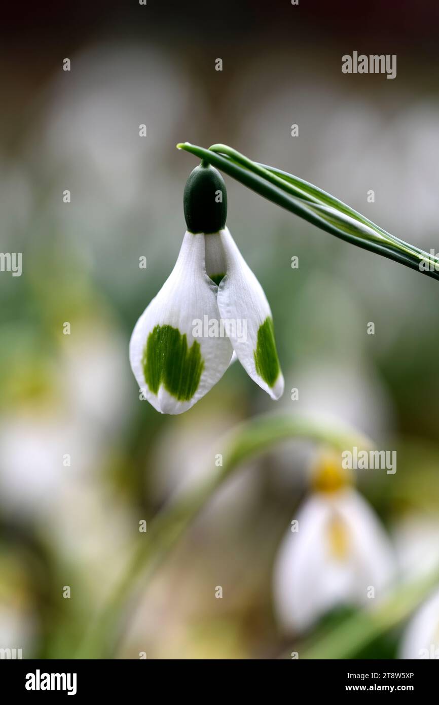 Found by galantophile veronica cross hi-res stock photography and ...