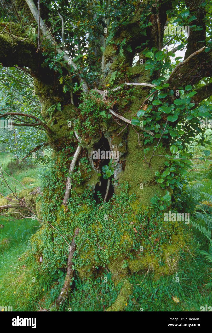 Alder (Alnus glutinosa) veteran tree growing in Beinn Eighe National ...
