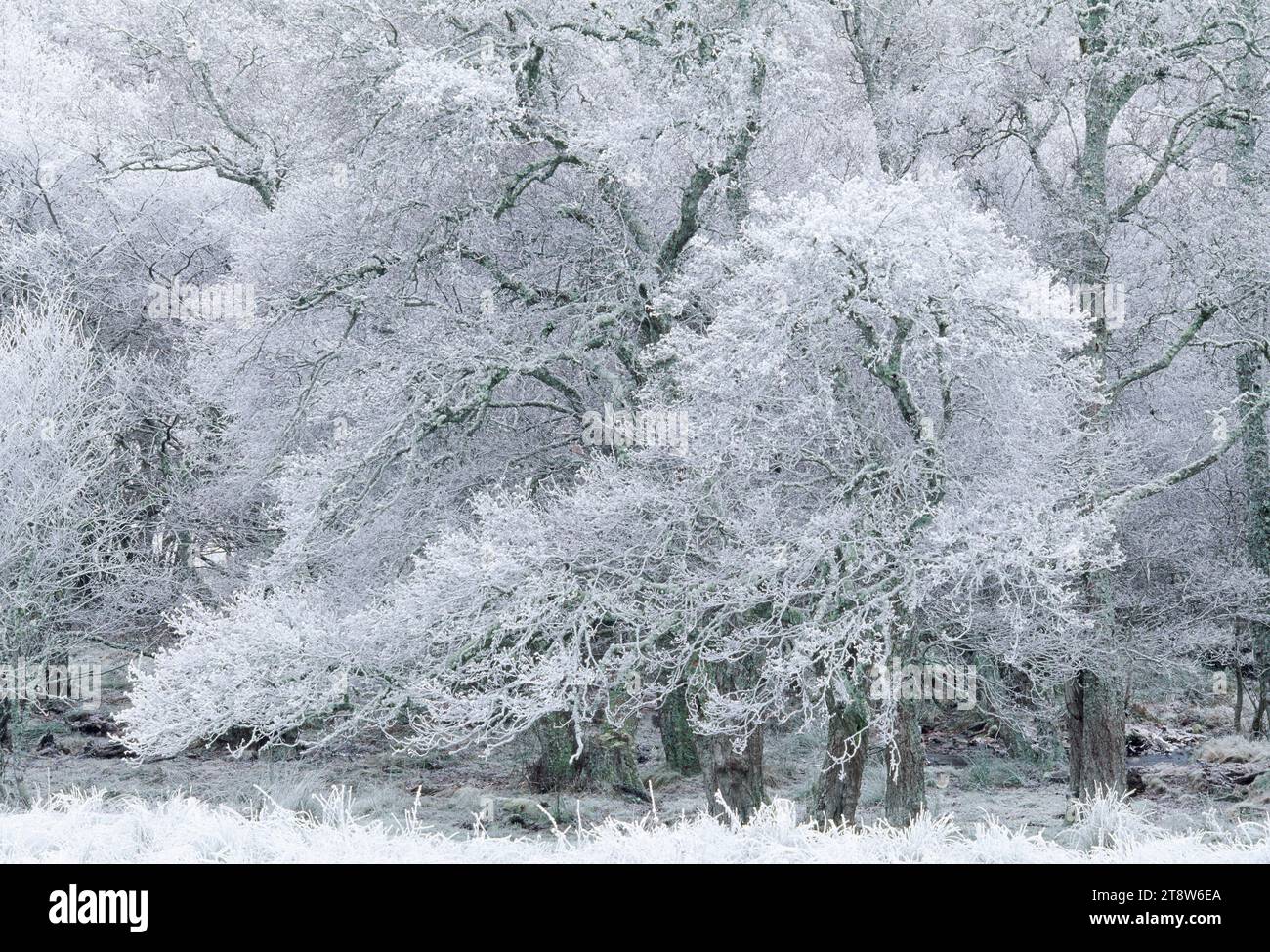Alder (Alnus glutinosa) trees in winter coated with hoar frost ...