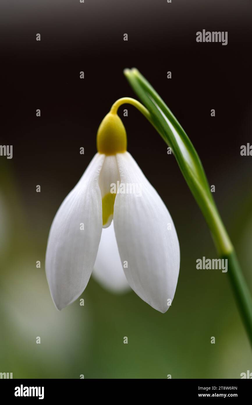 Galanthus treasure island hi-res stock photography and images - Alamy