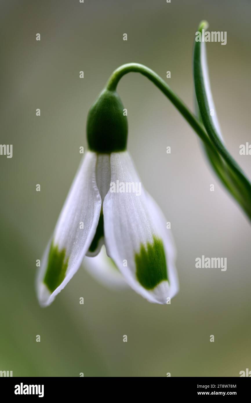 Galanthus x valentinei turncoat hi-res stock photography and images - Alamy