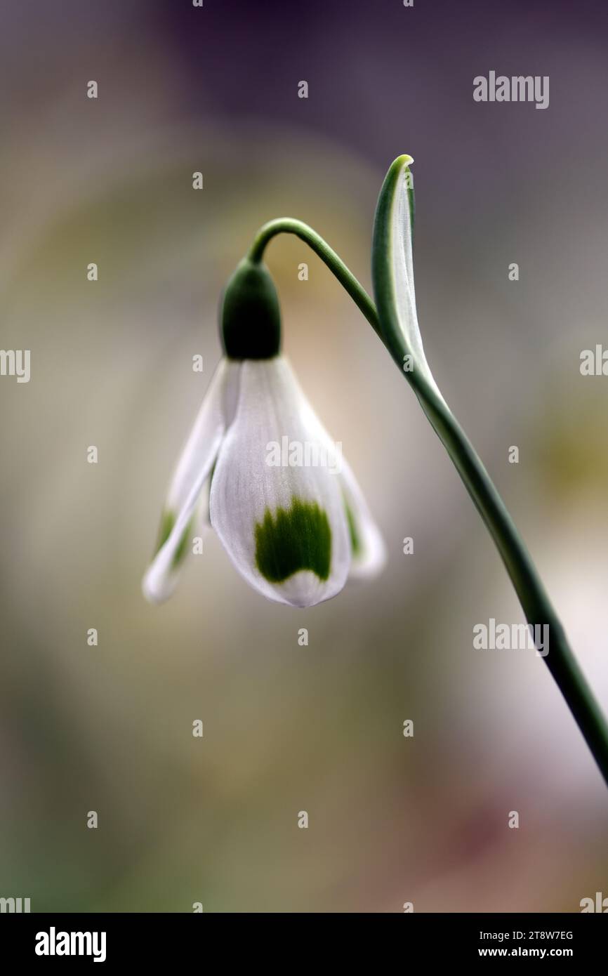 Galanthus x valentinei turncoat hi-res stock photography and images - Alamy