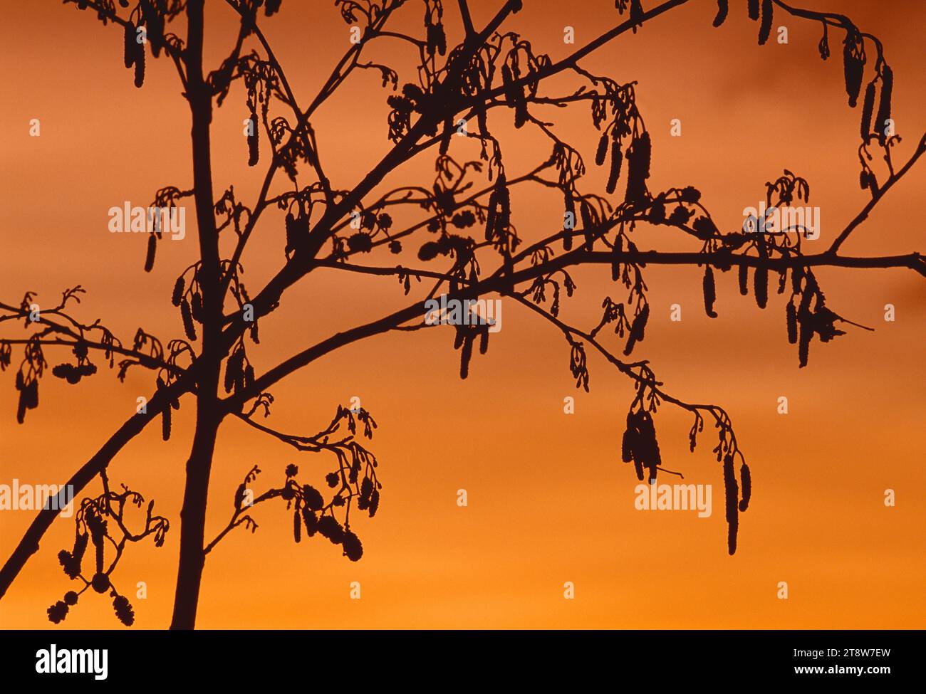 Alder (Alnus glutinosa) catkins and cones silhouetted against sunset ...