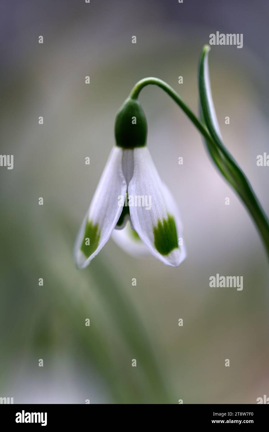 Galanthus x valentinei turncoat hi-res stock photography and images - Alamy