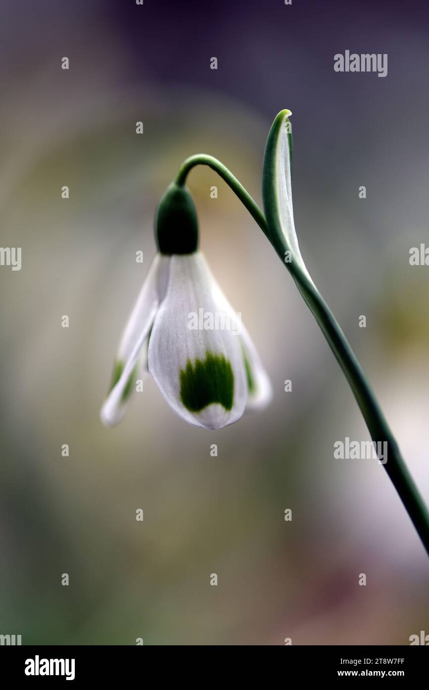 Galanthus x valentinei turncoat hi-res stock photography and images - Alamy