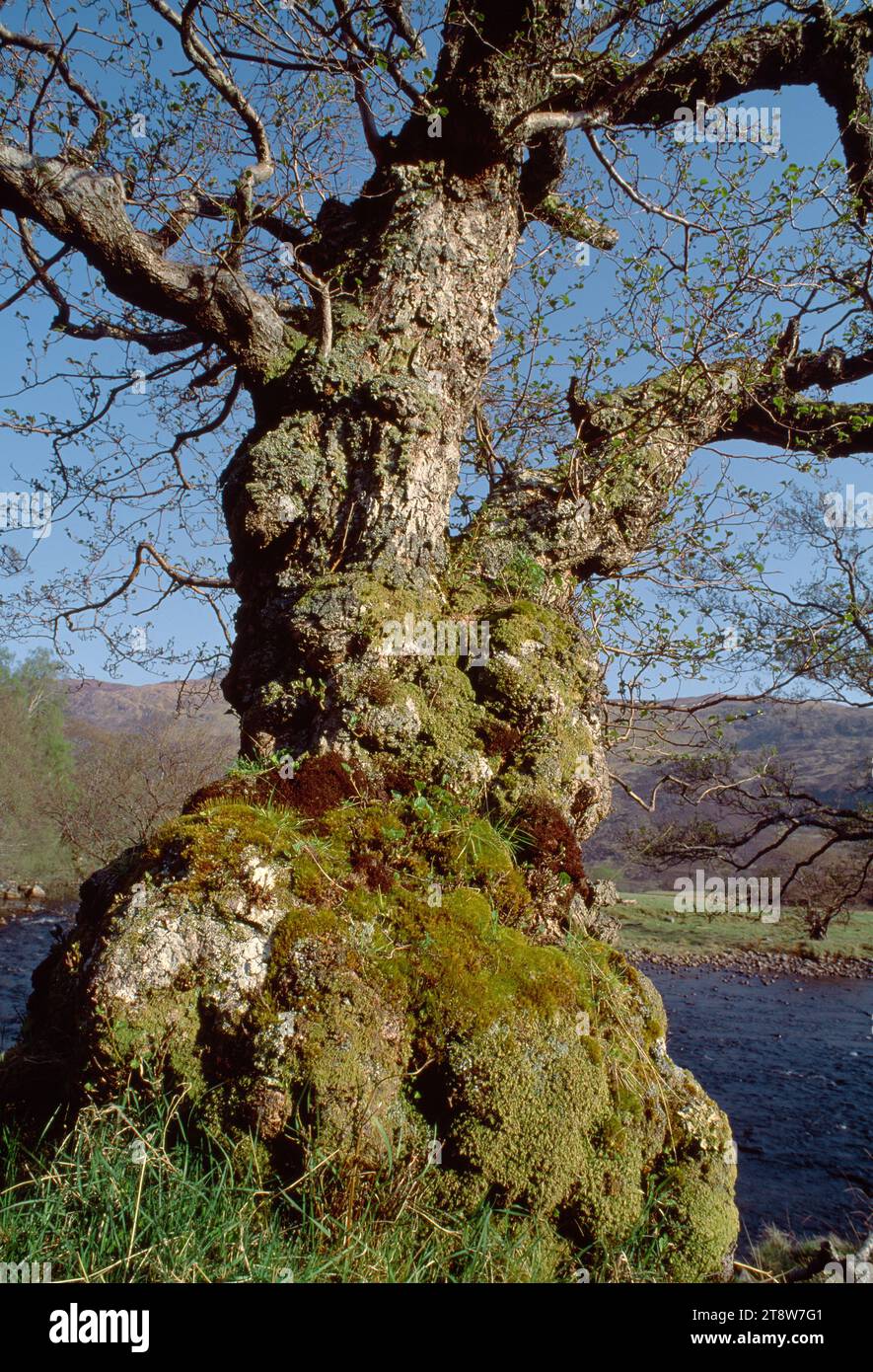 Upright deciduous tree hi-res stock photography and images - Alamy