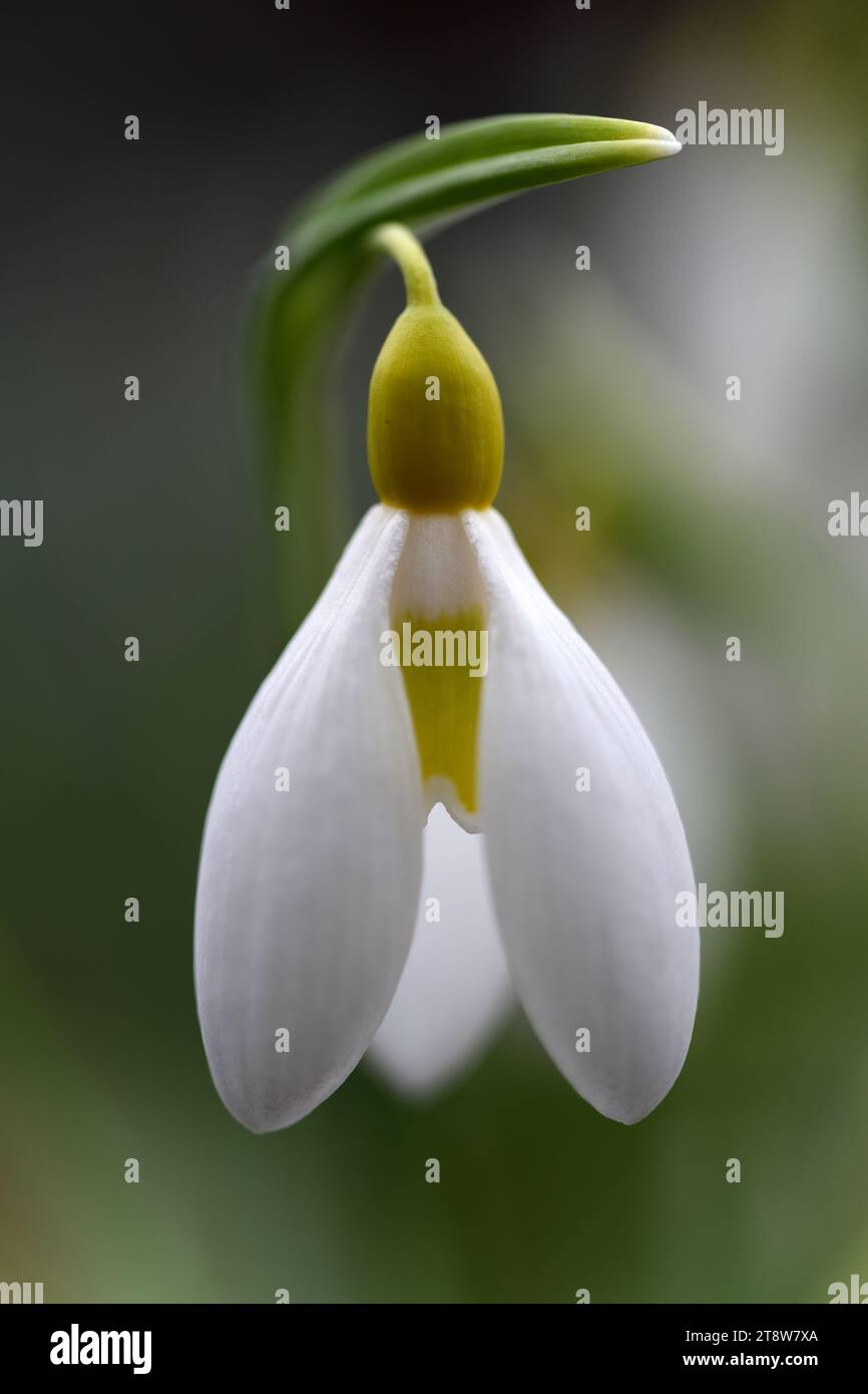 Wendy’s gold snowdrop hi-res stock photography and images - Alamy