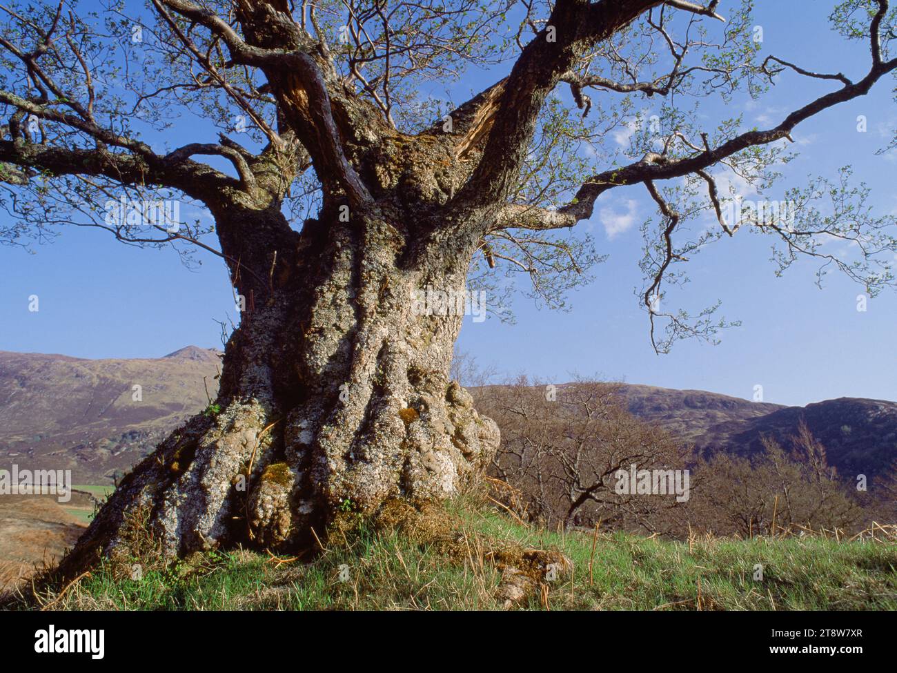 Alder (Alnus glutinosa) mature tree by River Farrar, Glen Strathfarrar ...