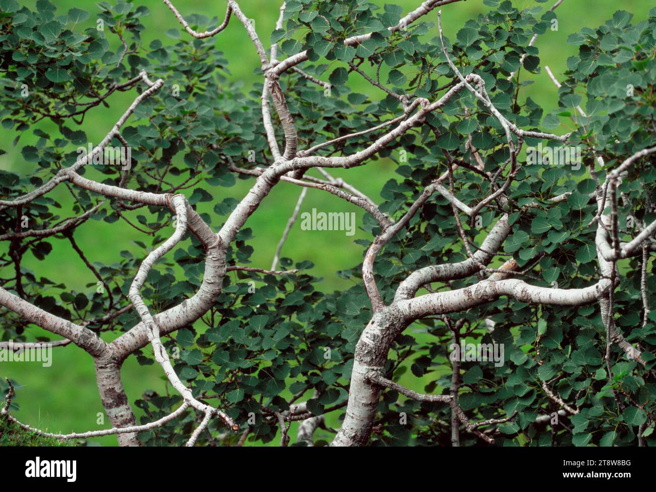 Aspen bark uk hi-res stock photography and images - Alamy