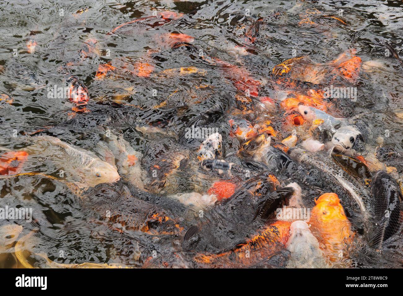 Orange and black koi carp hi-res stock photography and images - Alamy