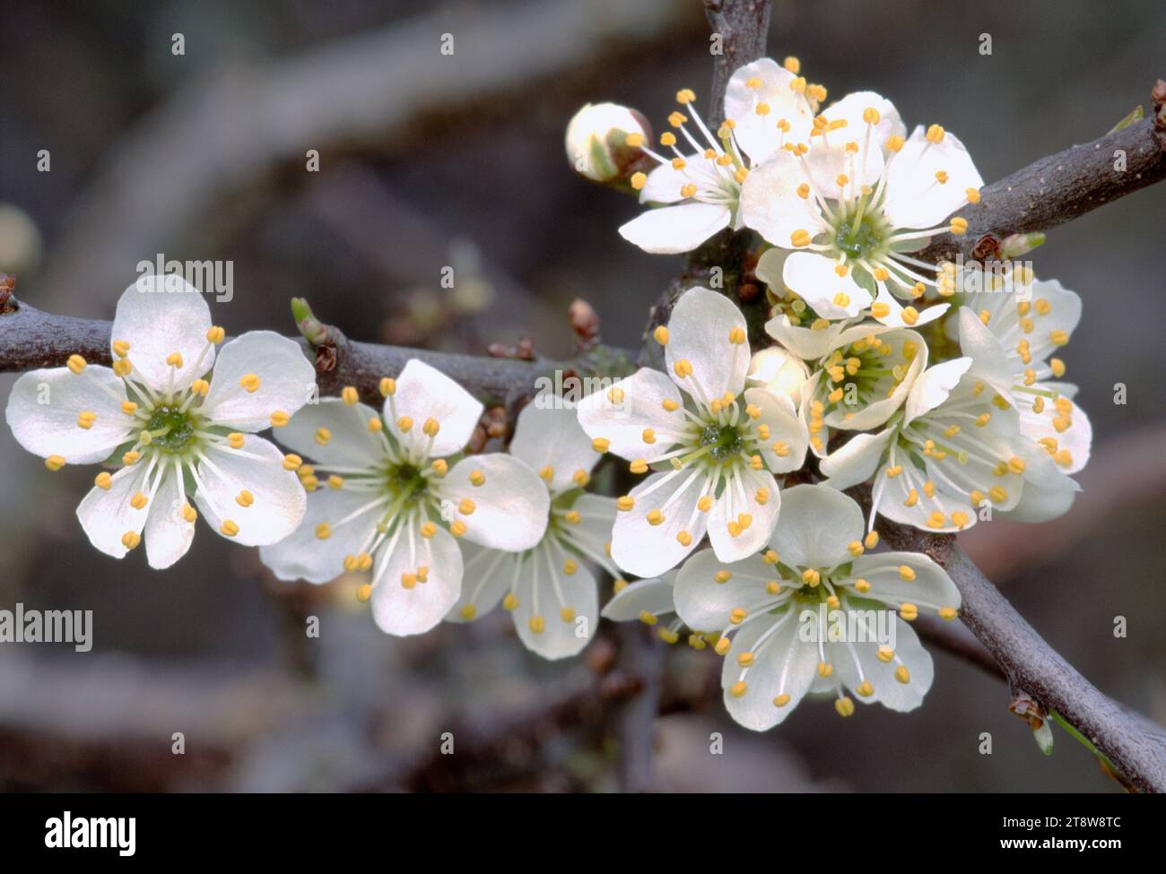 Blackthorn / Sloe (Prunus spinosa) blossom in hedgerow, Berwickshire ...