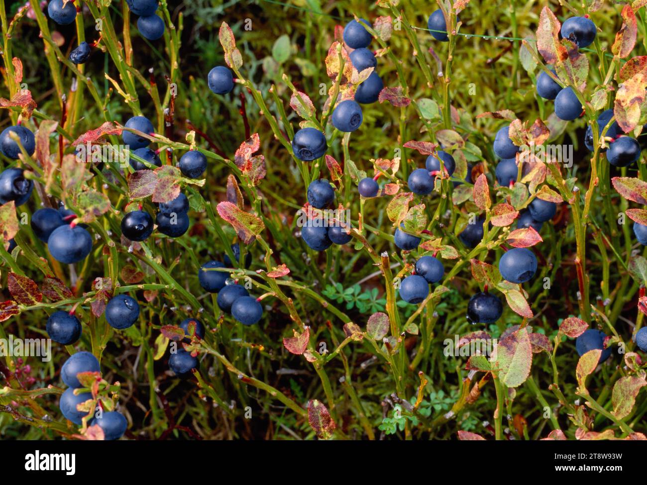 Blaeberry / Bilberry (Vaccinium myrtillus) fruits, Ben Lawers, National ...
