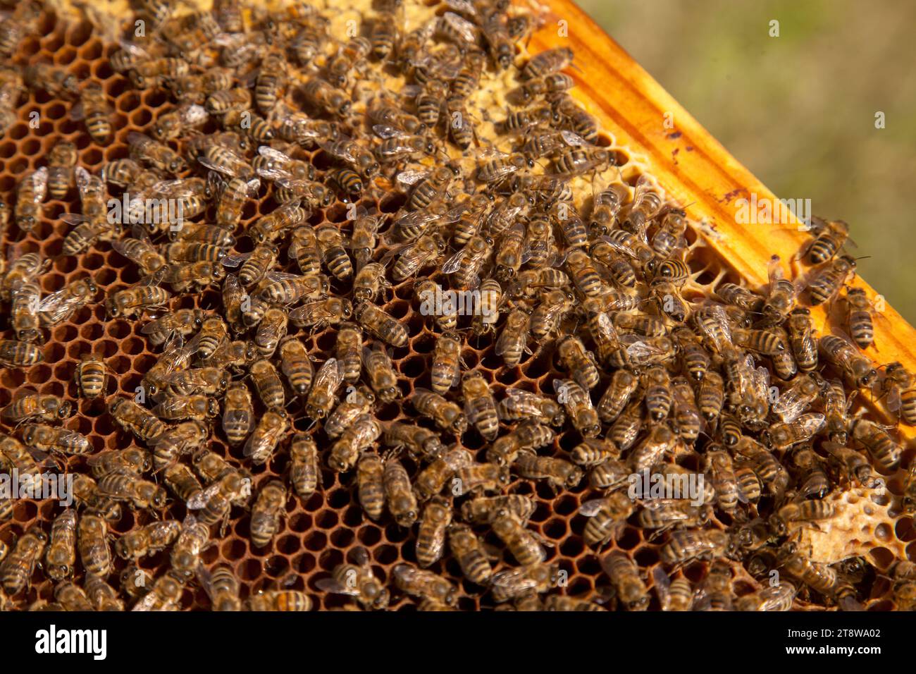 Big beehive hi-res stock photography and images - Alamy